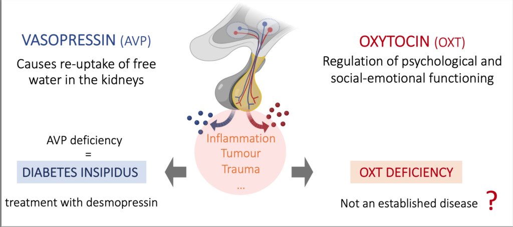 Oxytocin deficiency in people with AVP-Deficiency (central diabetes ...
